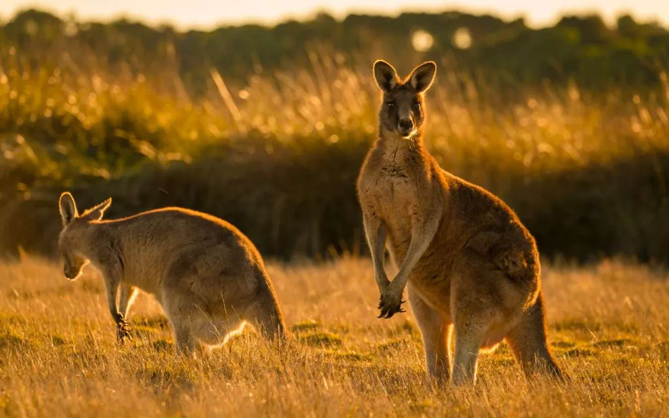 Kinh nghiệm du lịch đảo Kangaroo - Hòn đảo lớn thứ 3 Australia