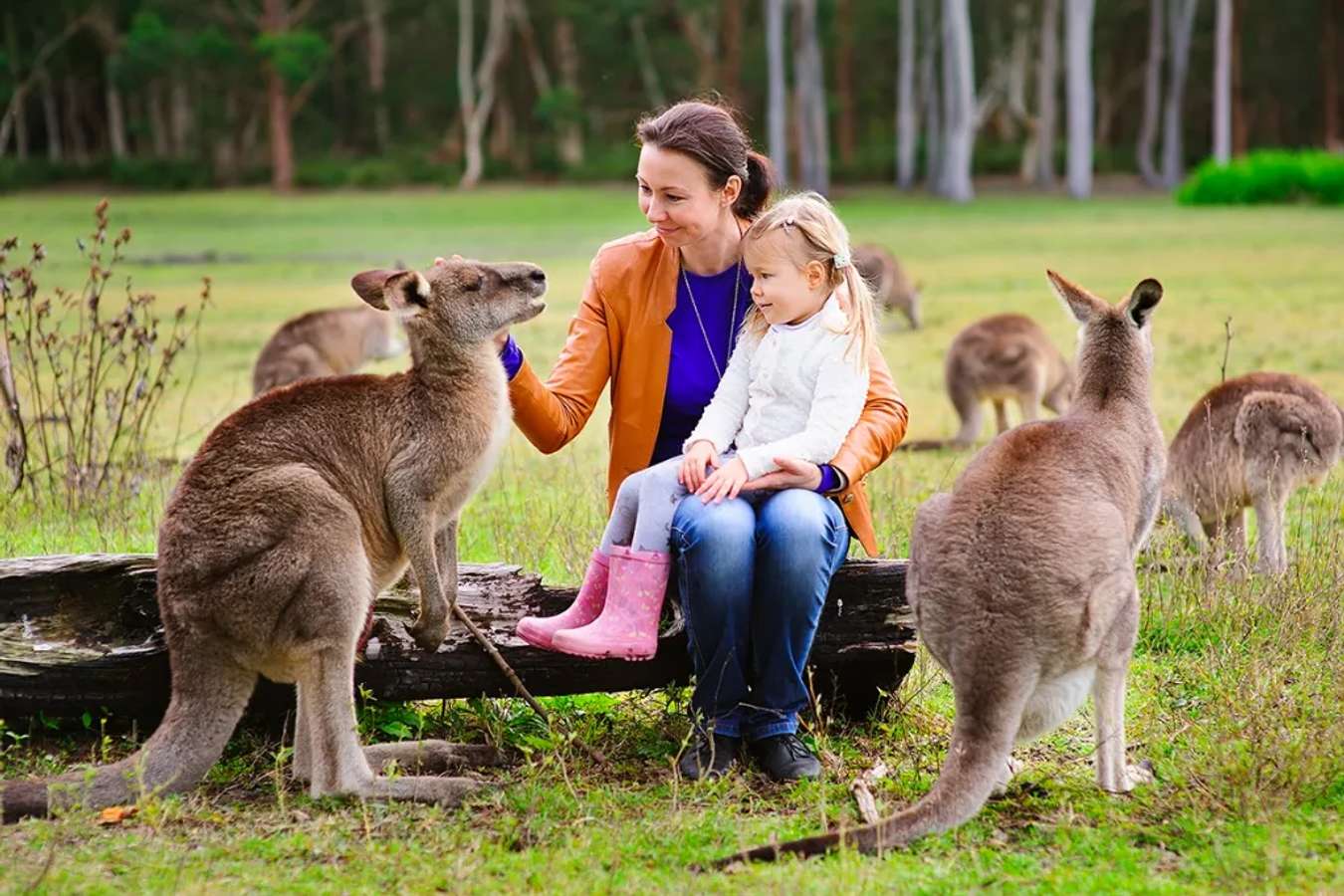 Kinh nghiệm du lịch đảo Kangaroo - Hòn đảo lớn thứ 3 Australia