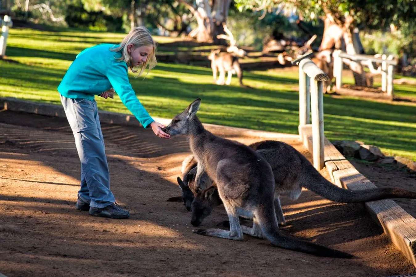 Kinh nghiệm du lịch đảo Kangaroo - Hòn đảo lớn thứ 3 Australia