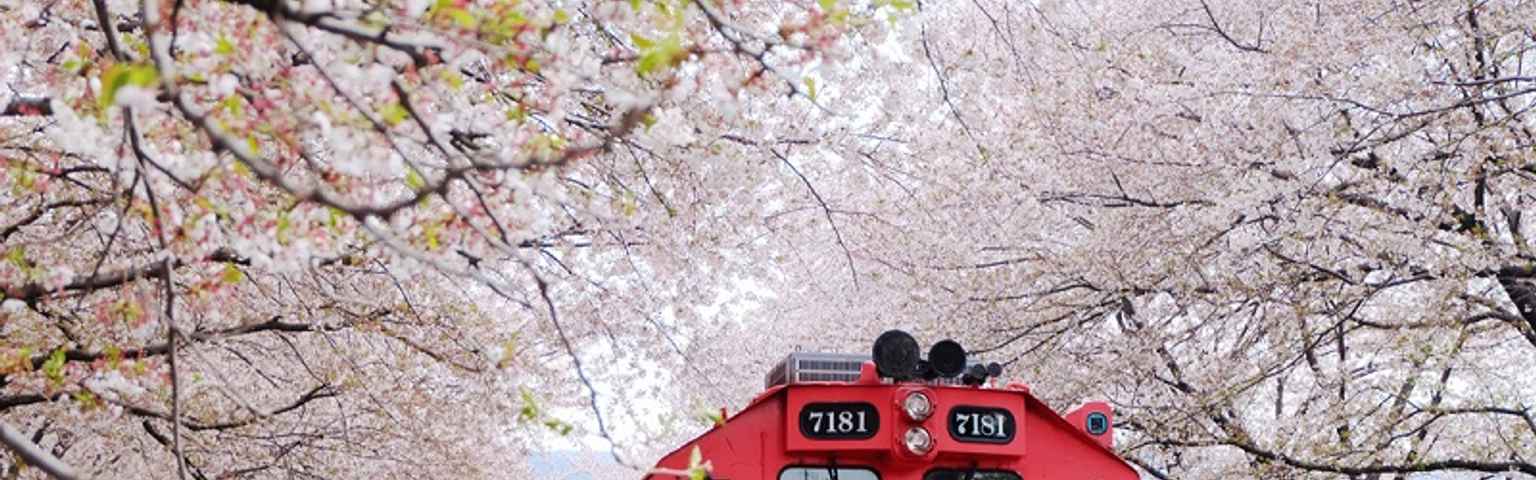 Khám phá Changwon - vùng đất của hoa anh đào