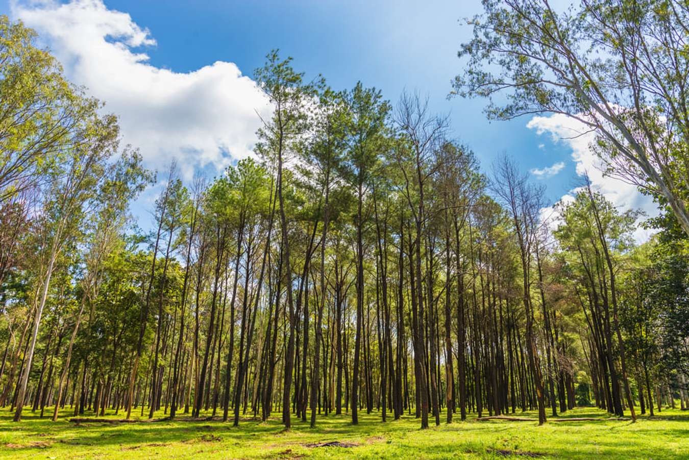 Wisata Ranu Gumbolo Tulungagung: Lokasi, Rute, Tiket, dan Aktivitasnya!