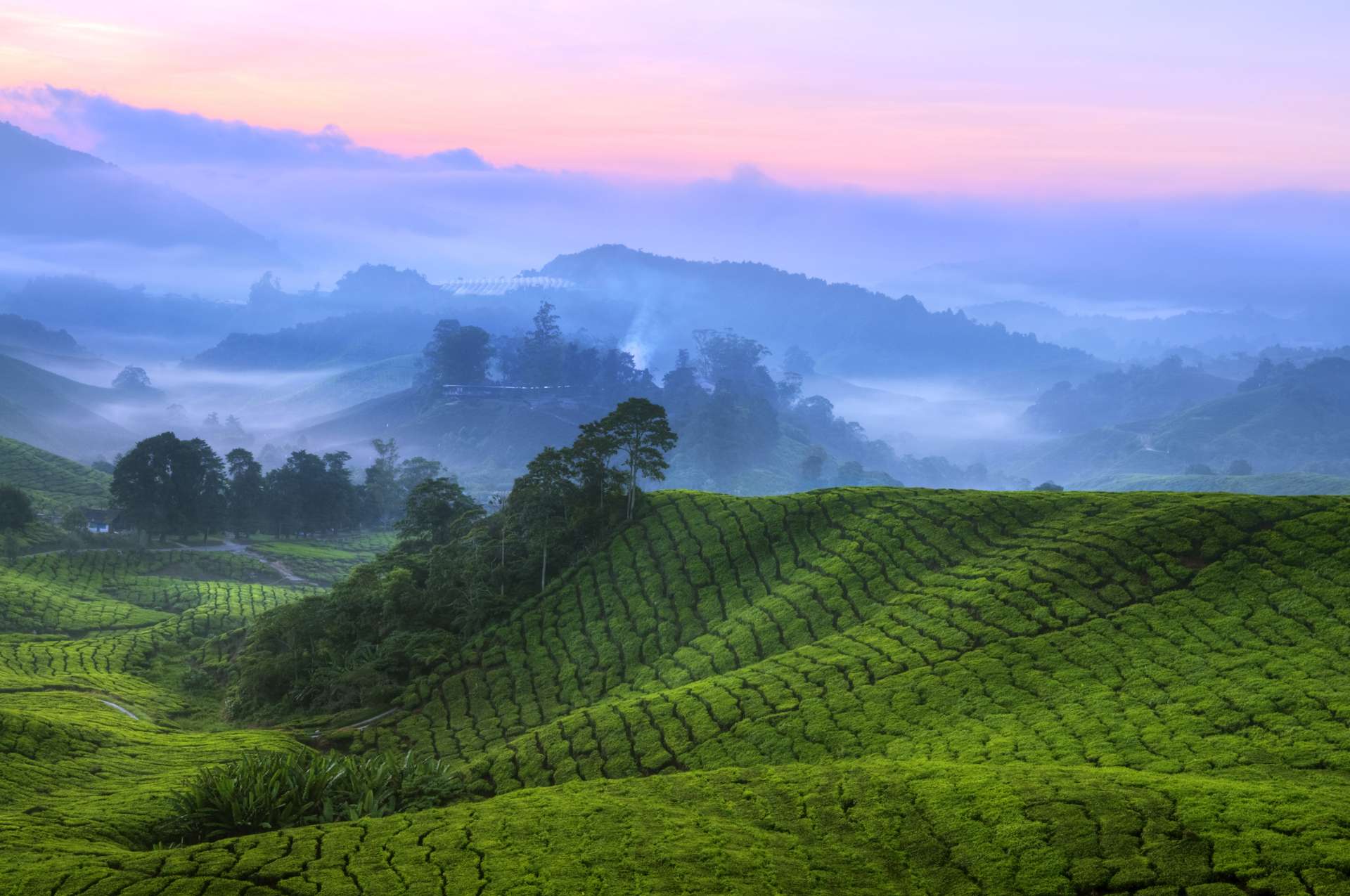 Discover the Top 7 Tea Plantations in Cameron Highlands and Where to ...