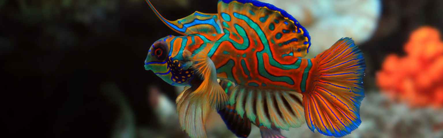10 Ikan Tercantik di Dunia yang Mempesona