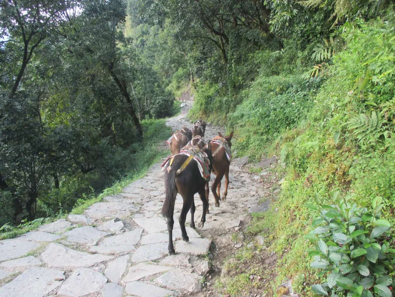 Khám phá thiên nhiên và văn hóa ở Ghandruk và Kimche - Nepal