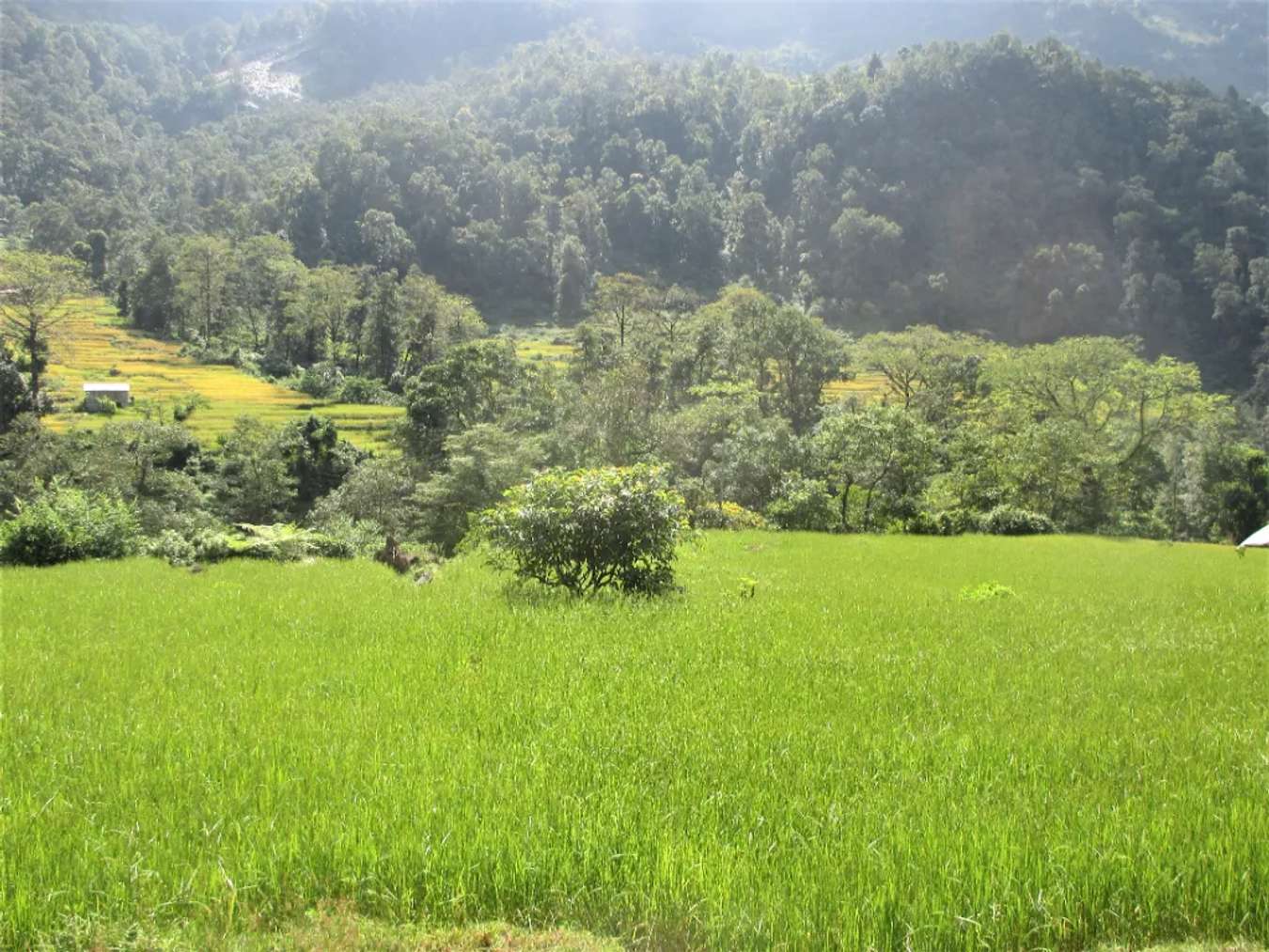Khám phá thiên nhiên và văn hóa ở Ghandruk và Kimche - Nepal