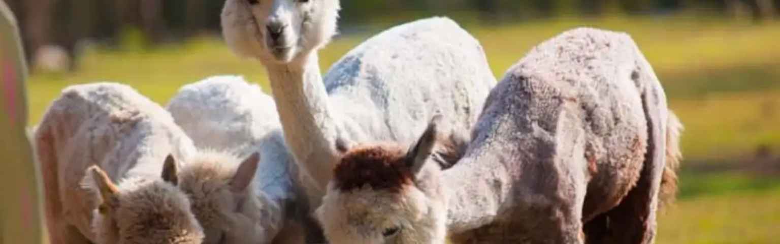 Explore Western Thailand: Alpaca Hill and Nearby Attractions