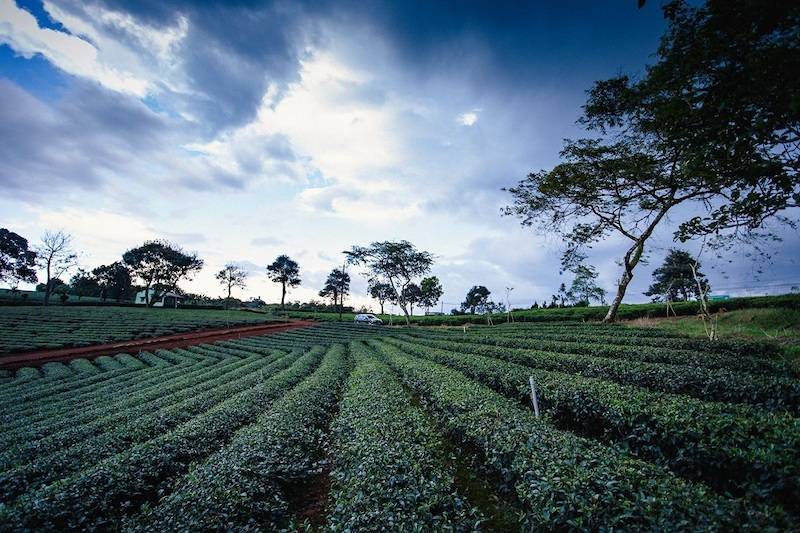 Đồi chè Tâm Châu Bảo Lộc - Nơi màu hy vọng phủ đến tận chân trời