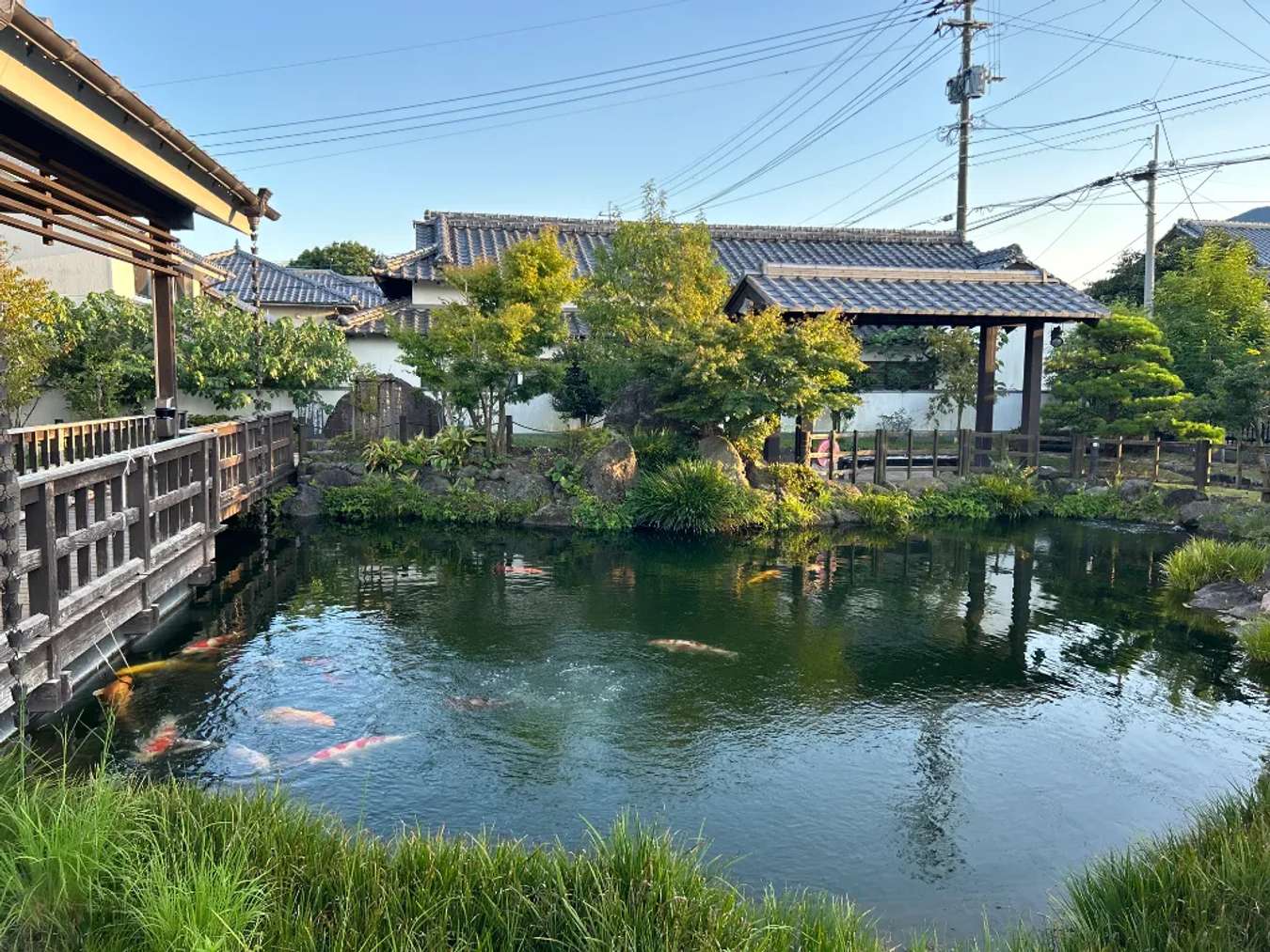 Thành phố của cá Koi Shimabara - biểu tượng sức mạnh và lòng can đảm