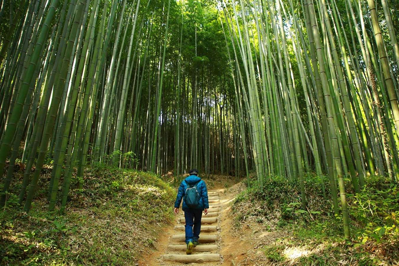 Rừng tre Juknokwon Hàn Quốc: Kinh nghiệm tham quan cho bạn