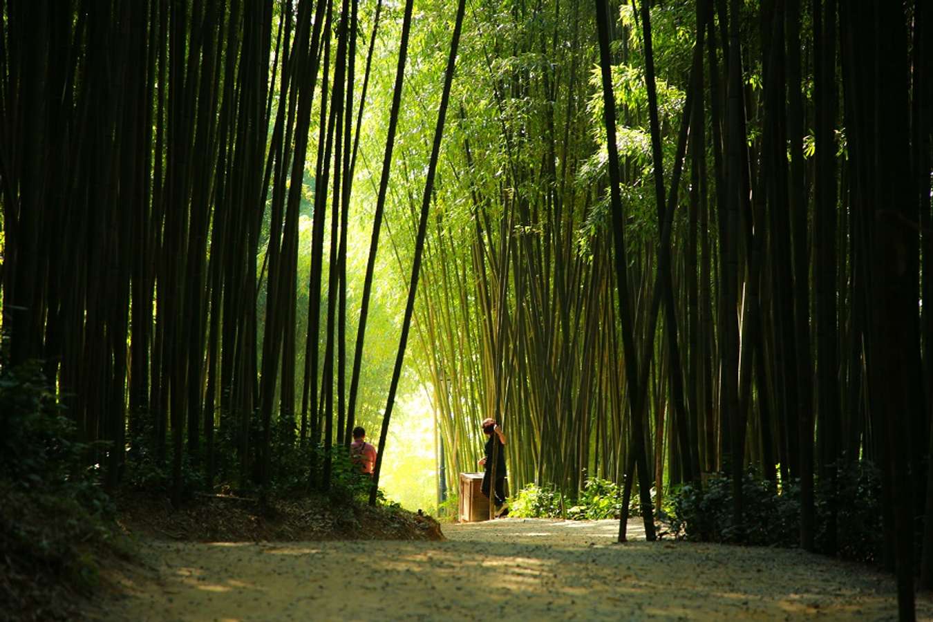 Rừng tre Juknokwon Hàn Quốc: Kinh nghiệm tham quan cho bạn