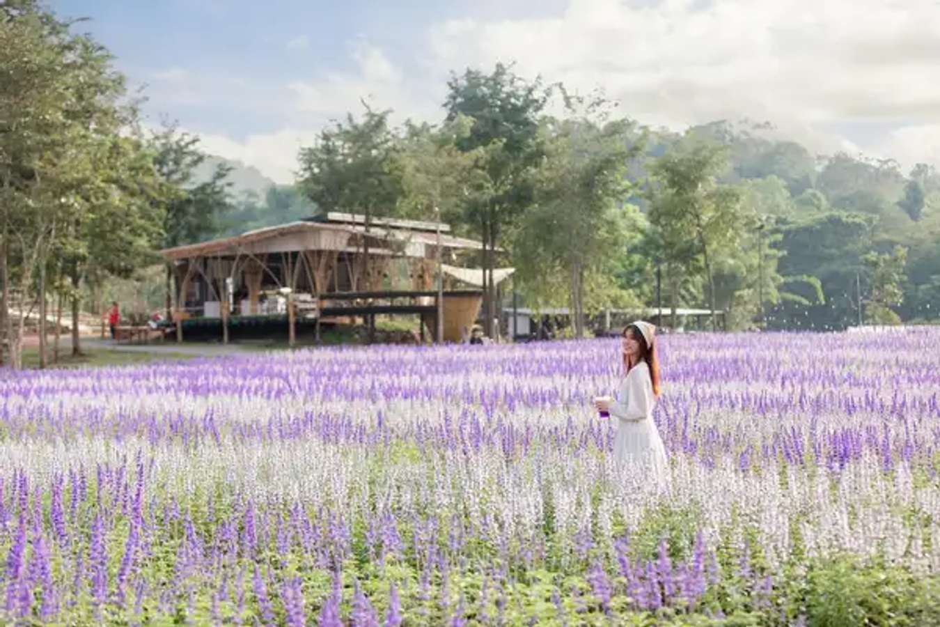Visit Nature's Gem: The Enchanting Secret Flower in Khao Yai