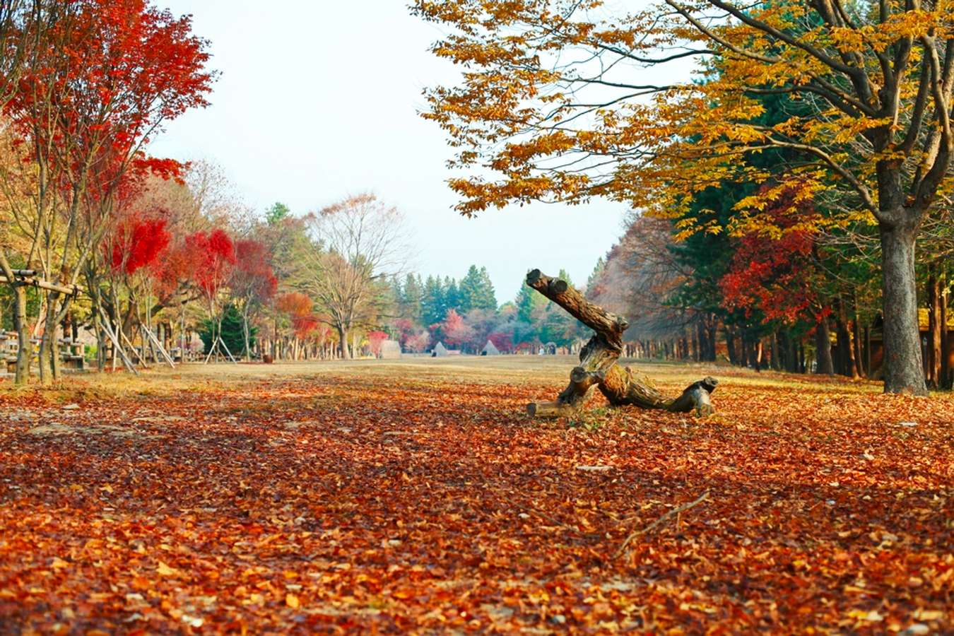 10 Must-See Nature Attractions in South Korea for Your Next Trip Itinerary