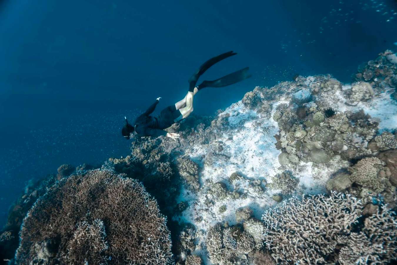 15 Best Scuba Diving Spots in the Philippines