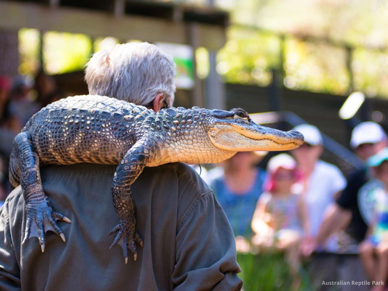 Check Out the Most Fascinating Animals and Exotic Reptiles of Australia ...