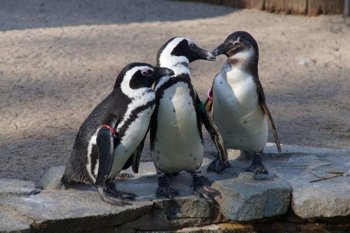10 Best & Must Visit Zoo in Japan