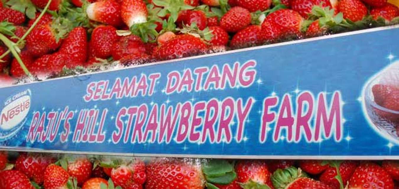 Senarai Ladang dan Cafe Strawberry Best di Malaysia 2024