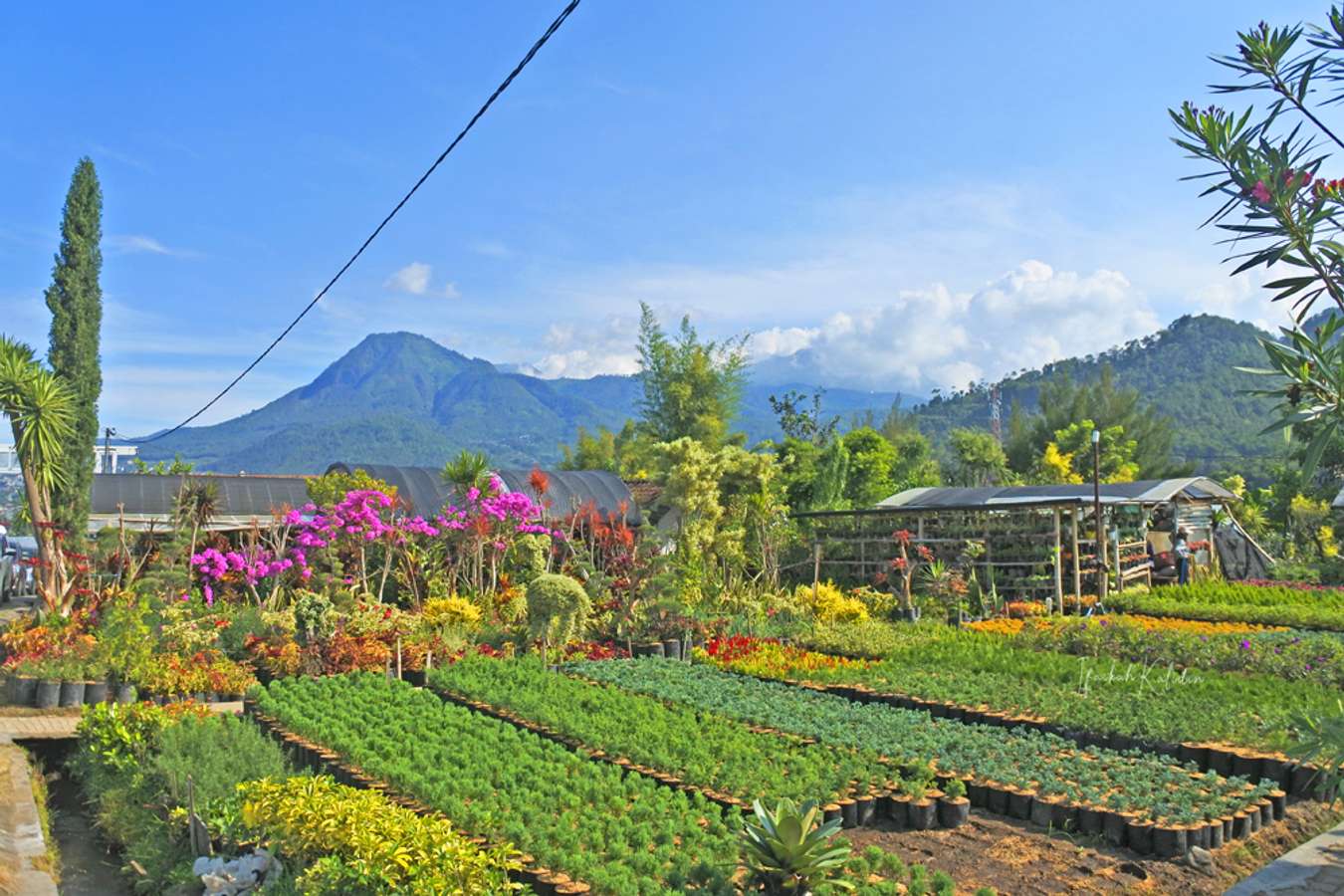 8 Taman Bunga di Malang Paling Viral 2023/2024