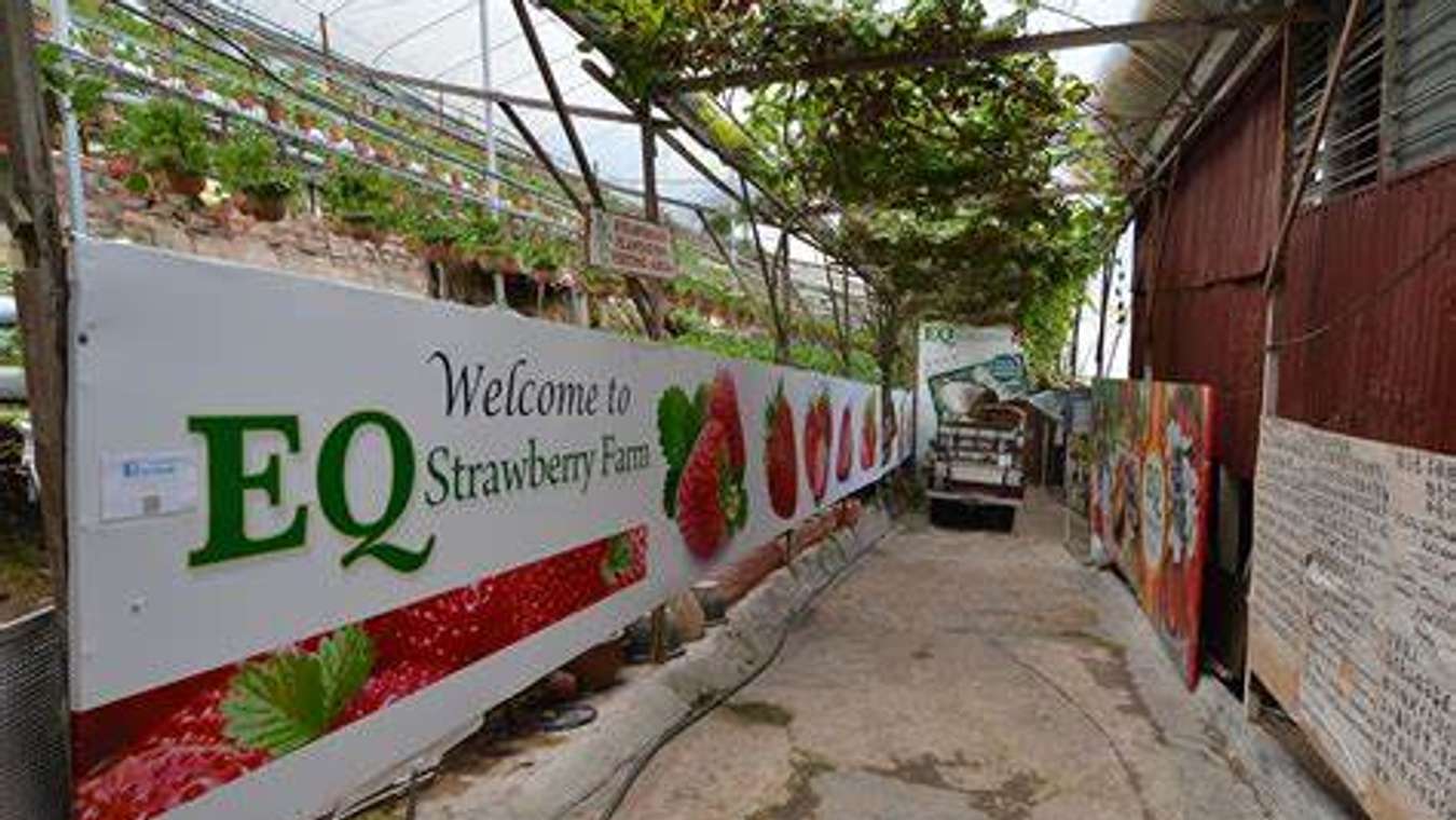 Senarai Ladang dan Cafe Strawberry Best di Malaysia 2024