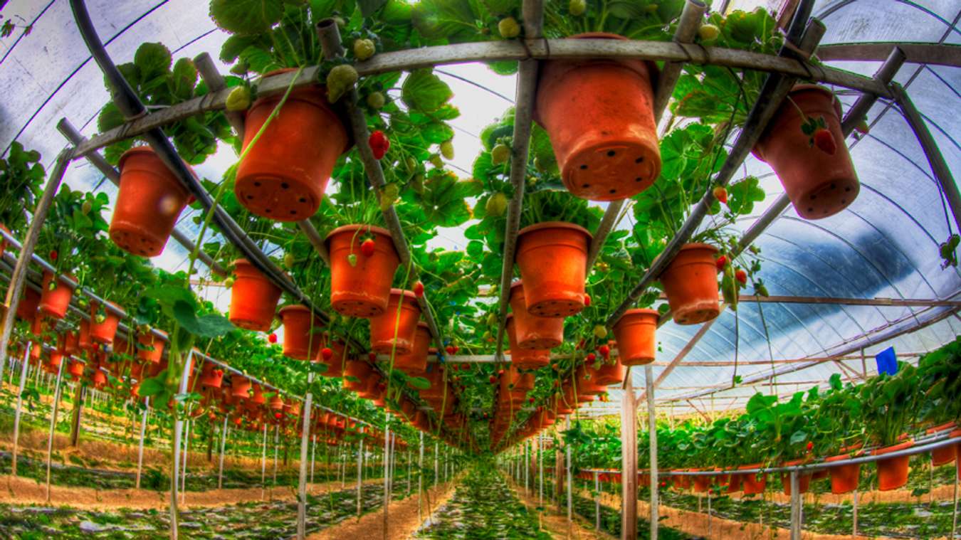 Senarai Ladang dan Cafe Strawberry Best di Malaysia 2024