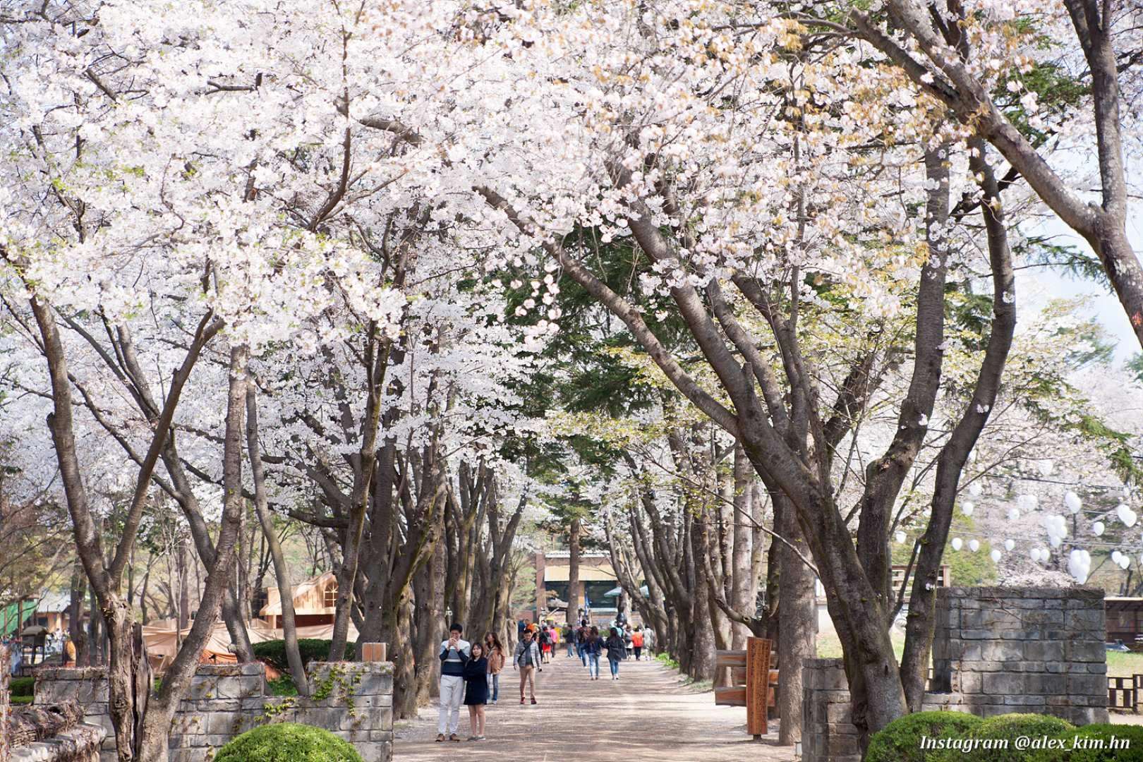 Ultimate Guide: Things to Do in South Korea During Cherry Blossom Season