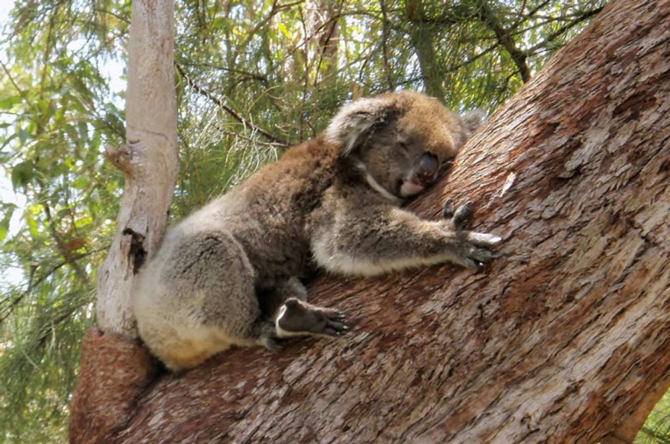 Best Places to Spot Koalas in Australia
