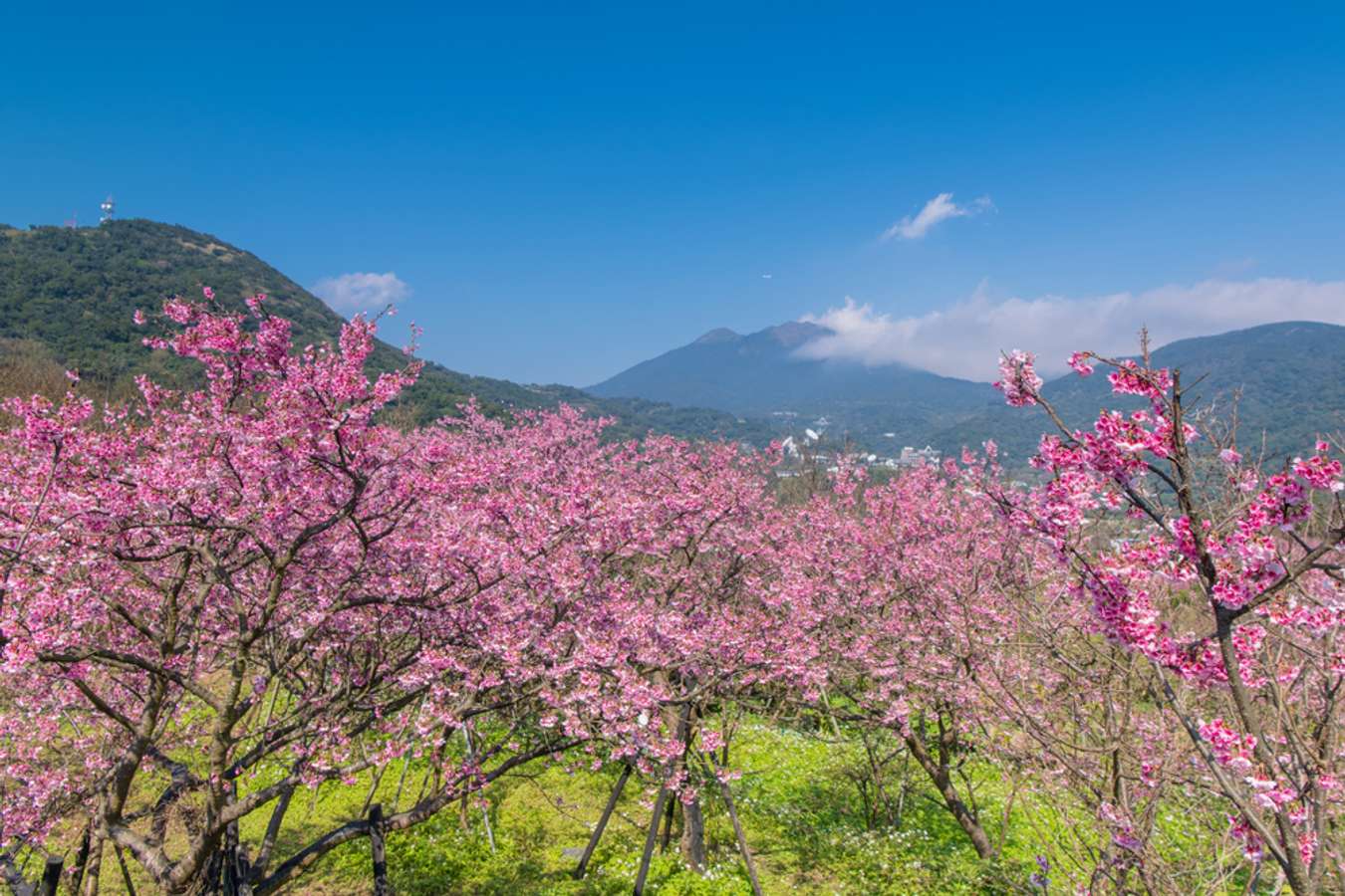 10 Best Spots to See Cherry Blossom in Taiwan