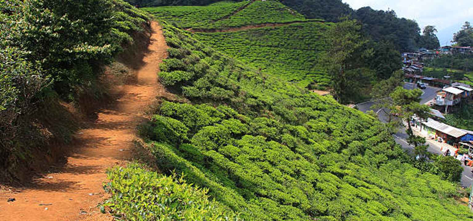 Kebun Teh Cirangsad, Wisata Hidden Gem di Cigudeg Bogor