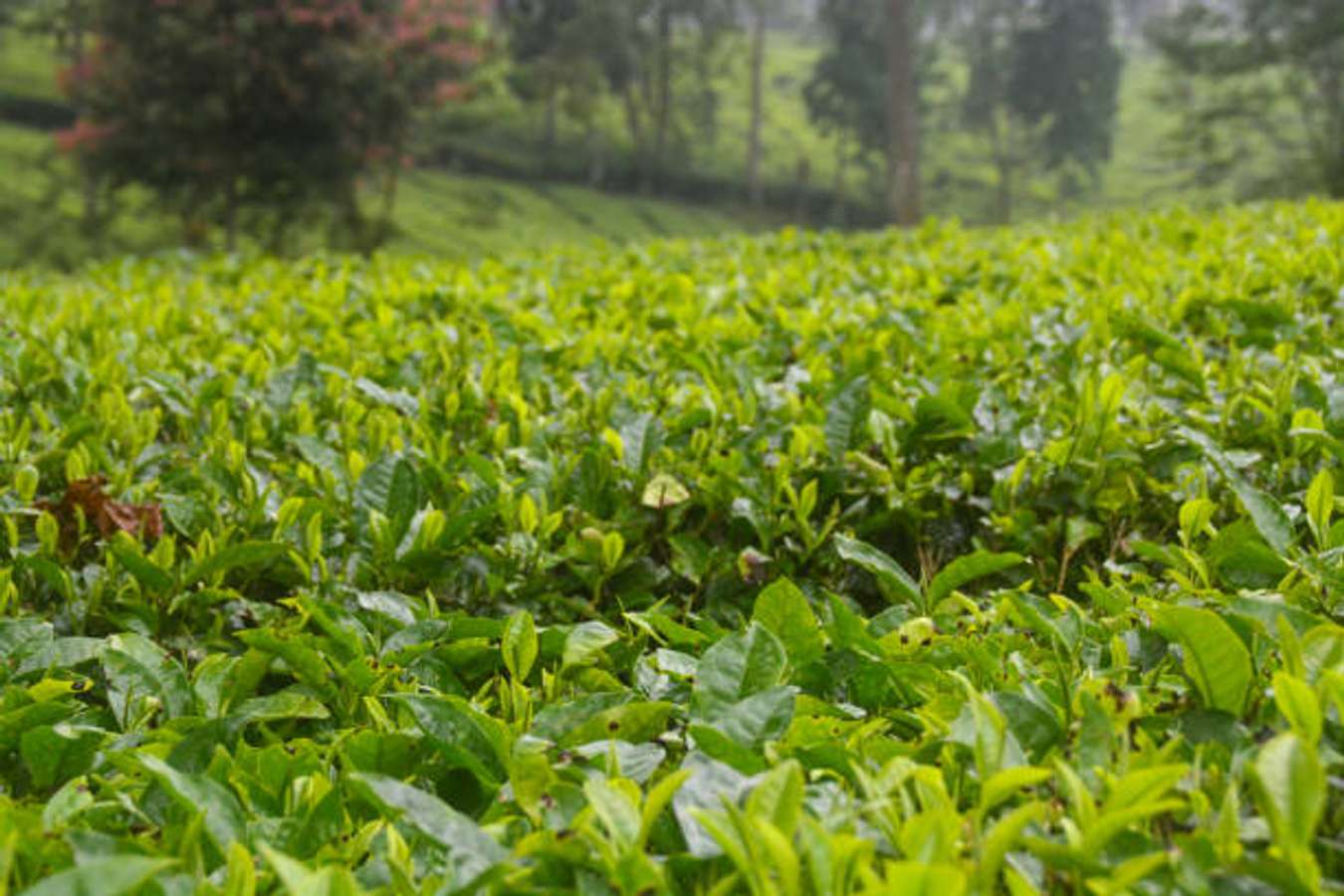 Kebun Teh Tambi: Lokasi, Harga Tiket, dan Jam Buka