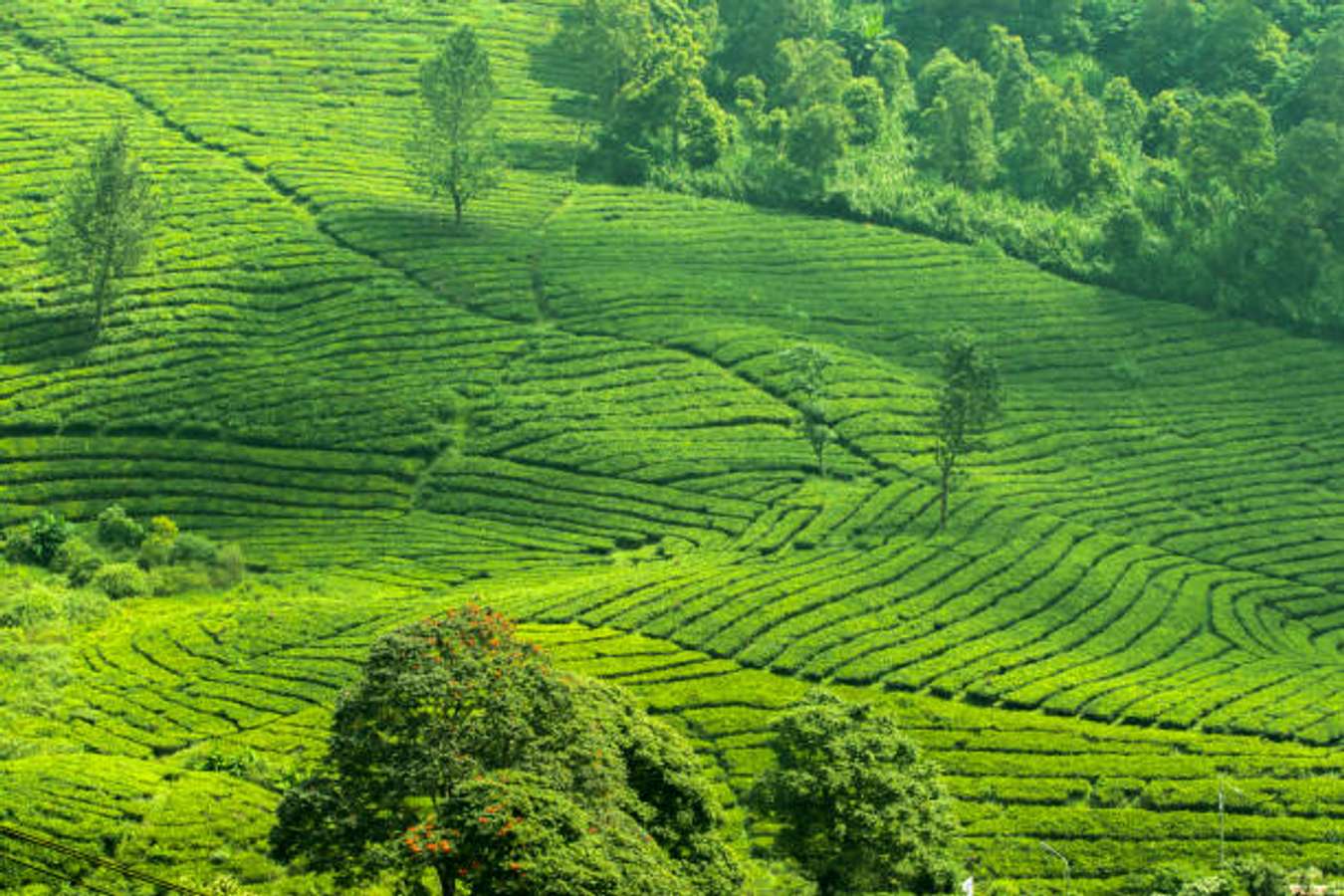 Kebun Teh Nglinggo, Potret Perkebunan Teh di Bukit Menoreh