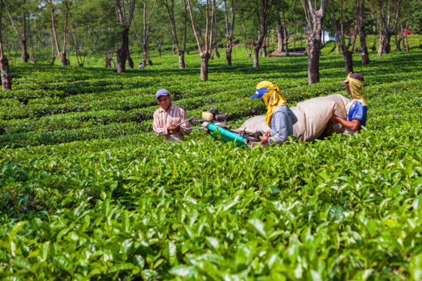 Kebun Teh Wonosari Jawa Timur: Lokasi, Jam Buka, dan Harga Tiketnya