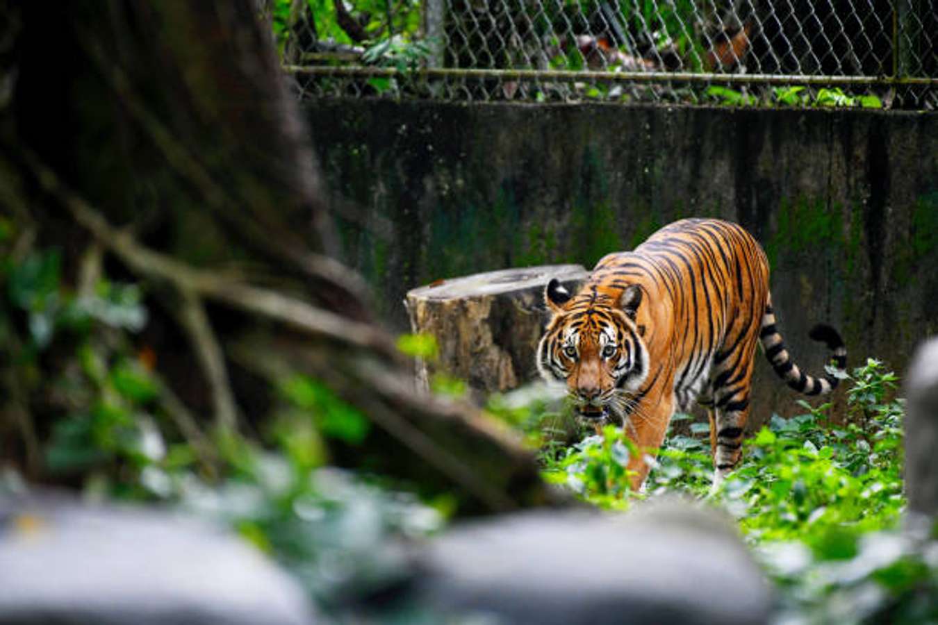 11 Activities You Can Do at Zoo Negara