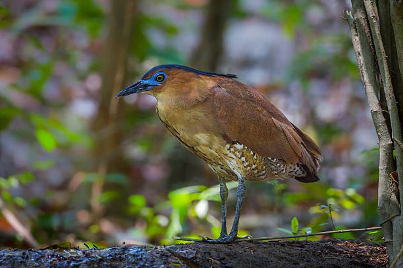 Mengenal Flora & Fauna di Indonesia
