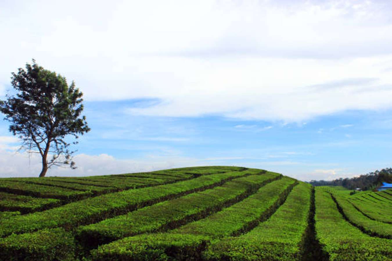 Kebun Teh Sidamanik di Simalungun, Destinasi Agrowisata yang Menawan