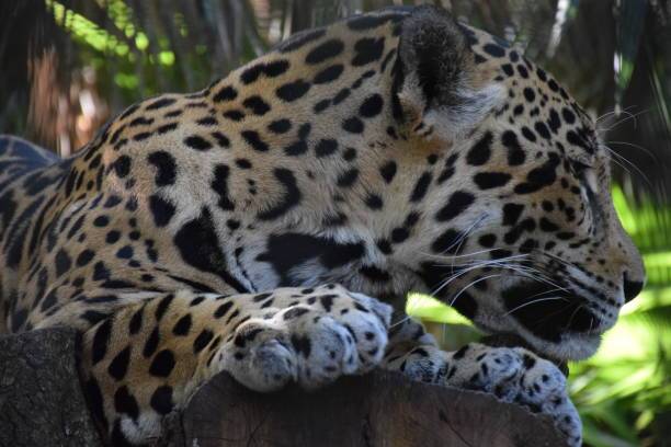 Hewan Khas Jawa yang Semakin Berkurang Jumlahnya