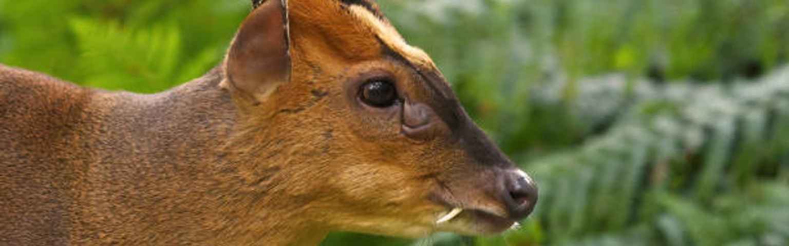 Mengenal Hewan Endemik Lombok yang Unik dan Khas