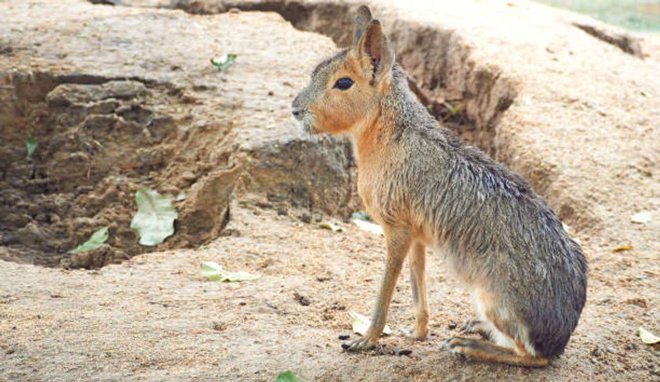 Tidak Hanya Komodo, NTT Punya Banyak Hewan Khas yang Wajib Kamu Ketahui!