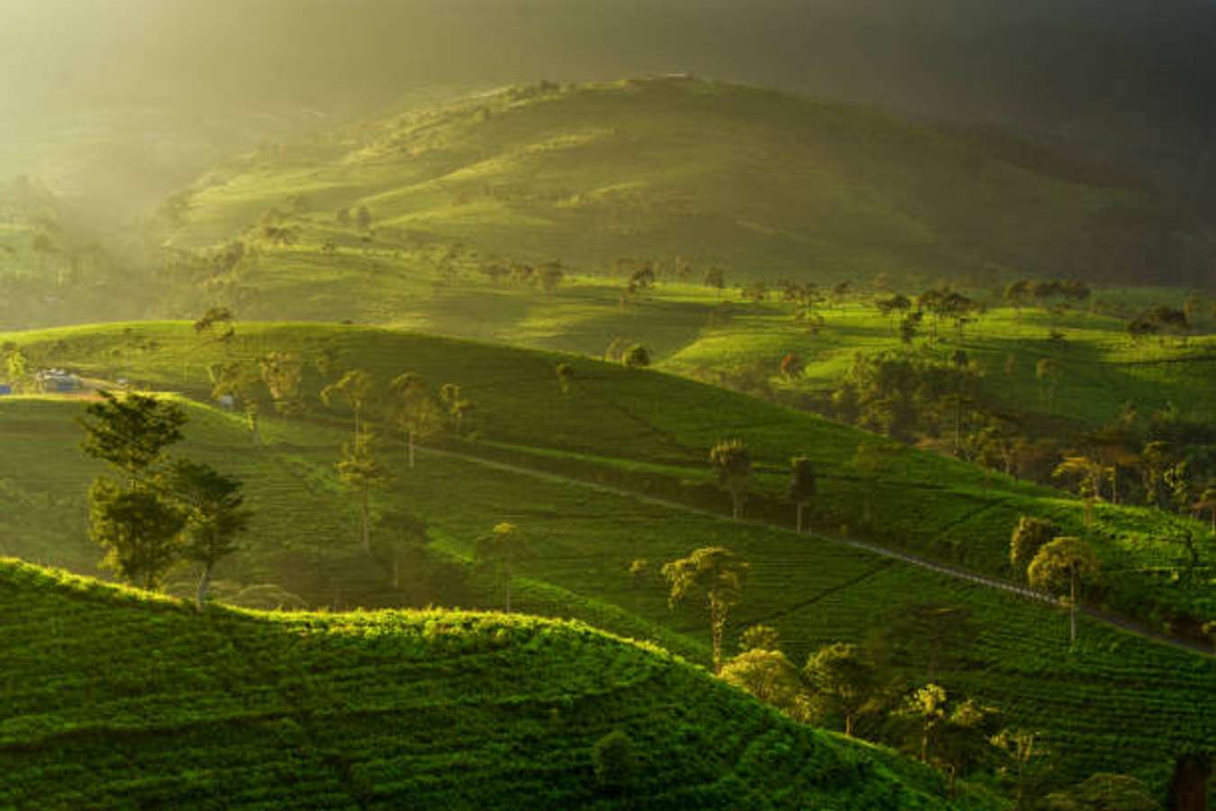 Kebun Teh Kemuning Karanganyar: Harga Tiket Masuk, Daya Tarik, dan Tips ...