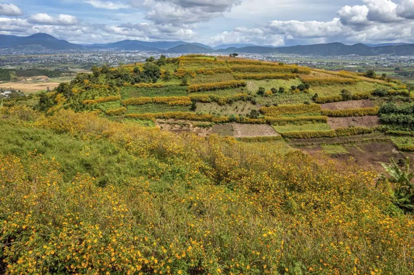 Hoa dã quỳ: ý nghĩa và địa điểm ngắm hoa dã quỳ đẹp