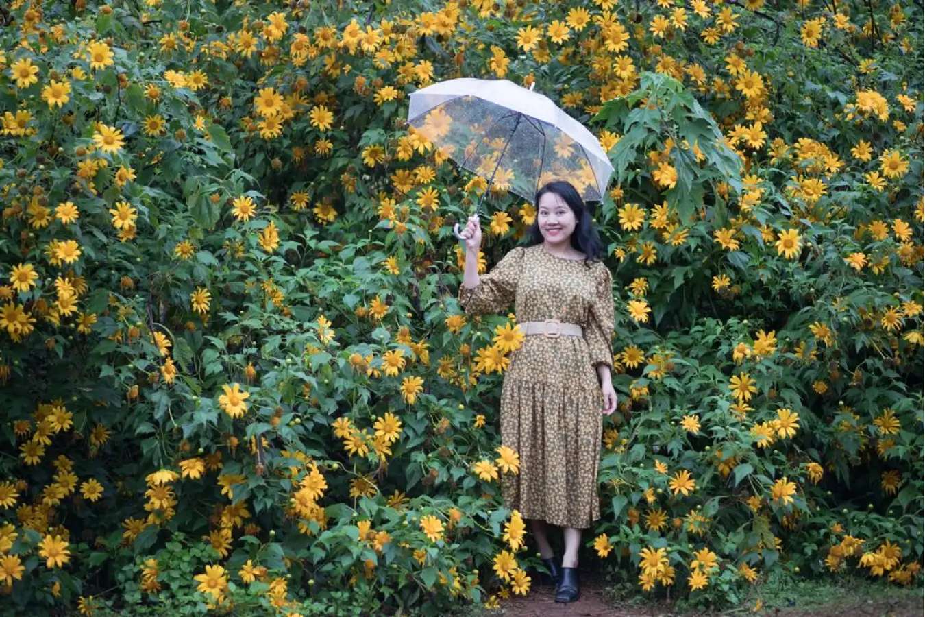 Hoa dã quỳ: ý nghĩa và địa điểm ngắm hoa dã quỳ đẹp