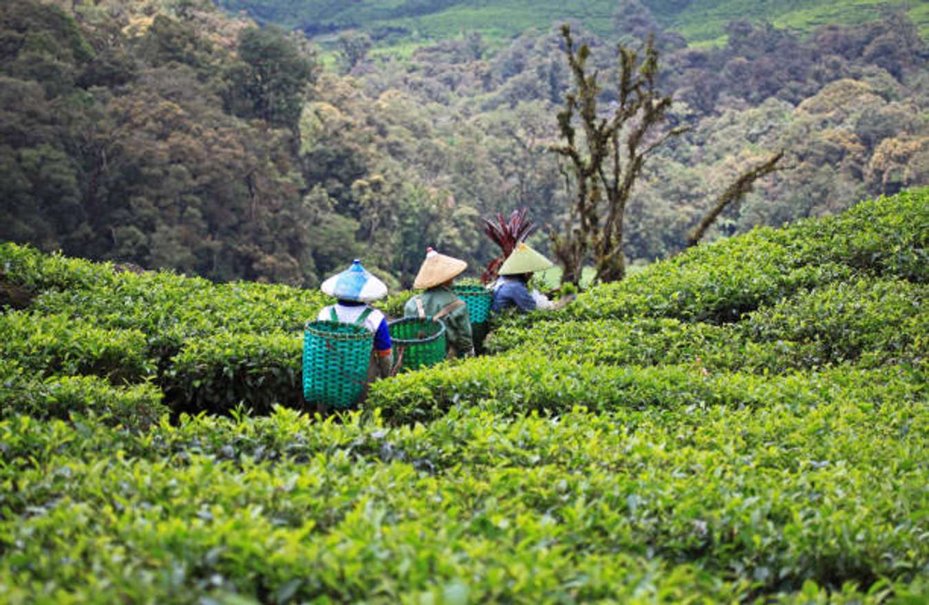 9 Destinasi Wisata Kebun Teh di Indonesia dengan View Terindah
