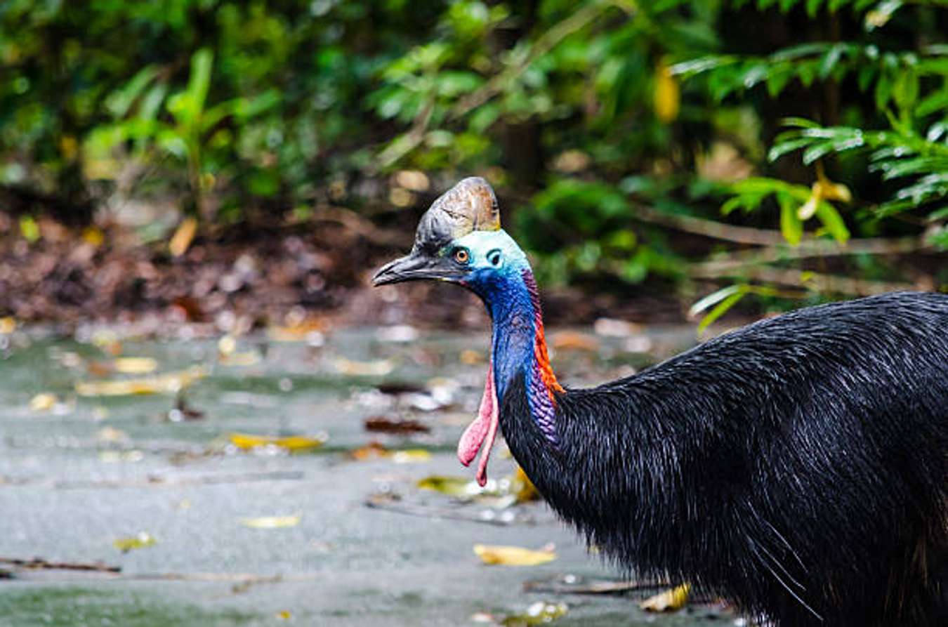 10 Hewan Khas Papua, Ada Hewan Sakral!
