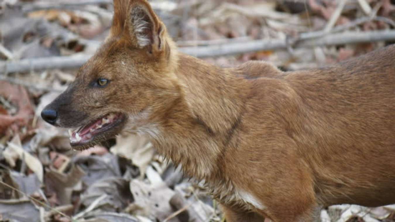 7 Hewan Khas Aceh, Penghuni Taman Nasional Gunung Leuser