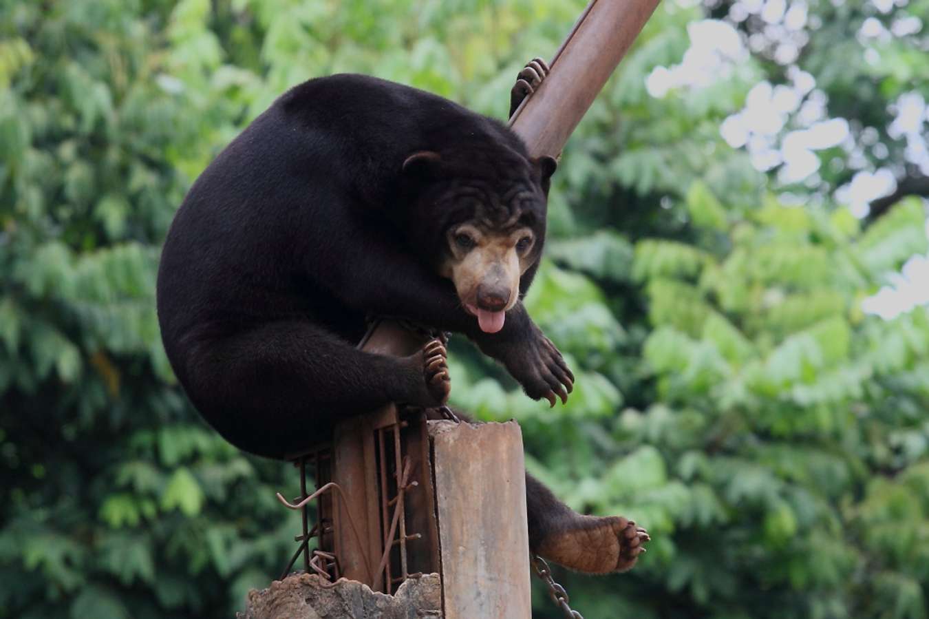 12 Hewan Khas Kalimantan yang Unik dan Terancam Punah