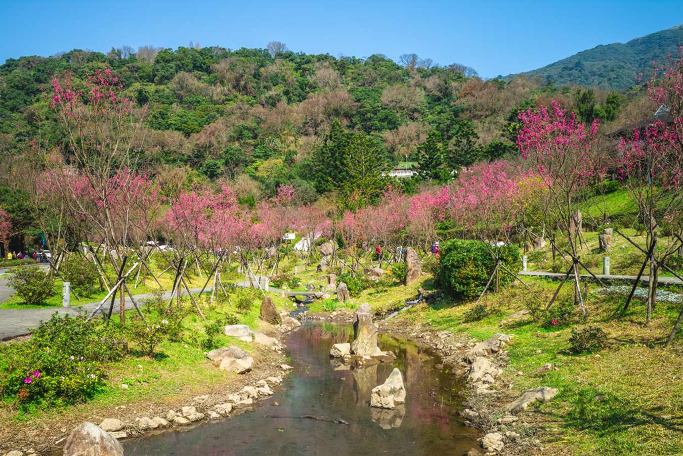 Taiwan Cherry Blossom Guide: Best Location for Viewing Cherry Blossom