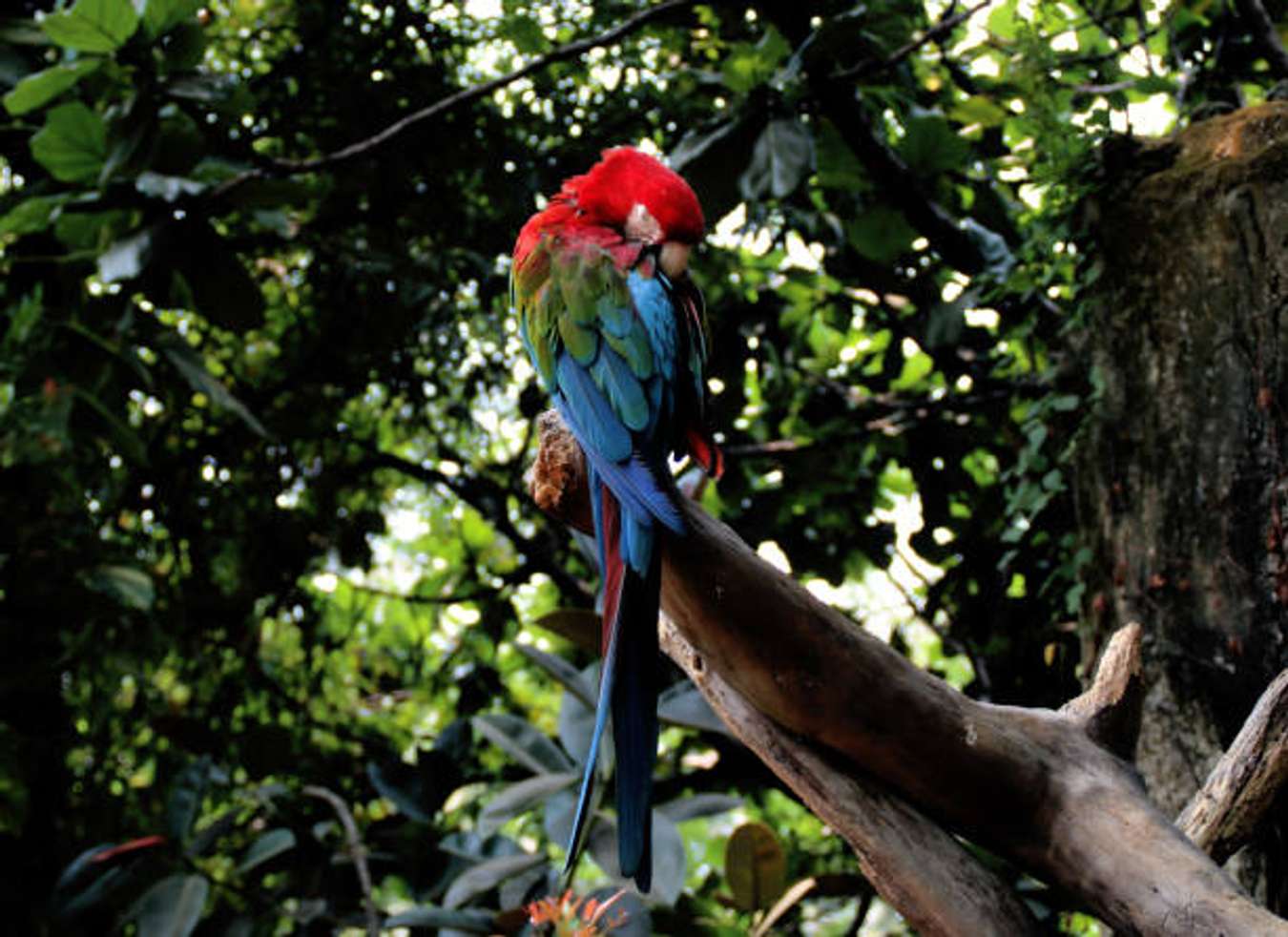 Berkenalan dengan 10 Hewan Khas Maluku