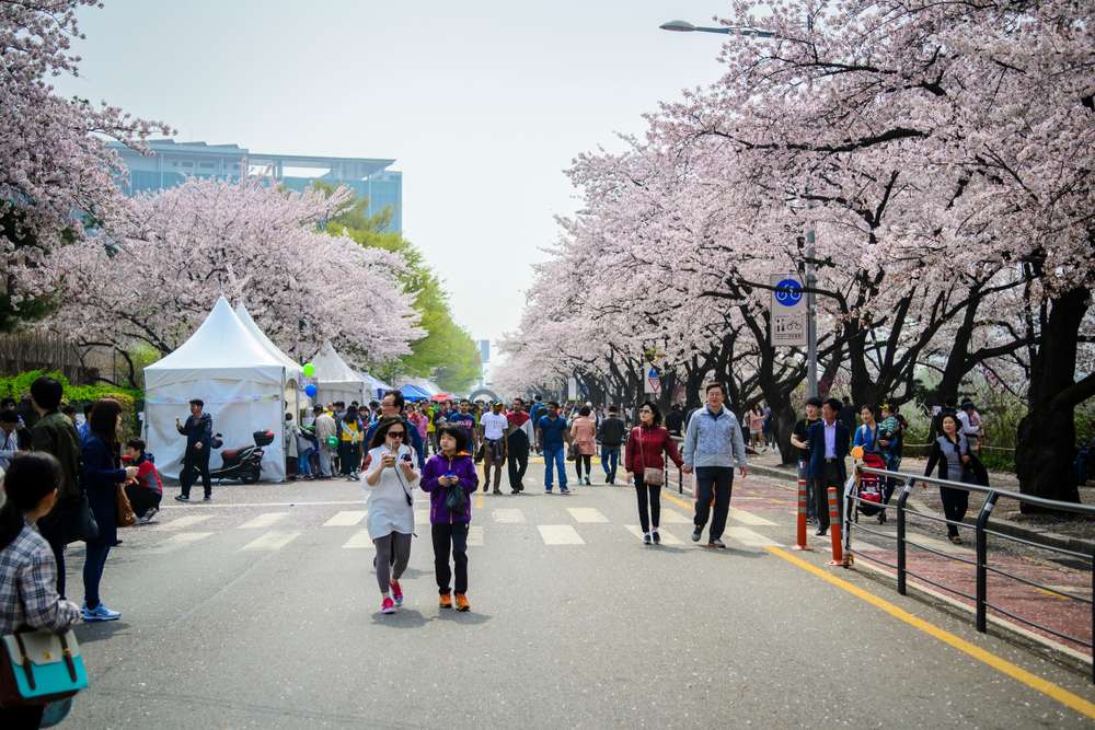 10 Best Spring Flower Destinations in Seoul, Korea
