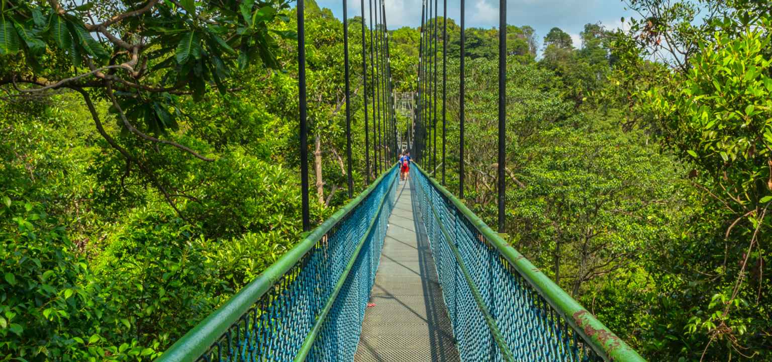A Complete Guide to Macritchie Nature Trail