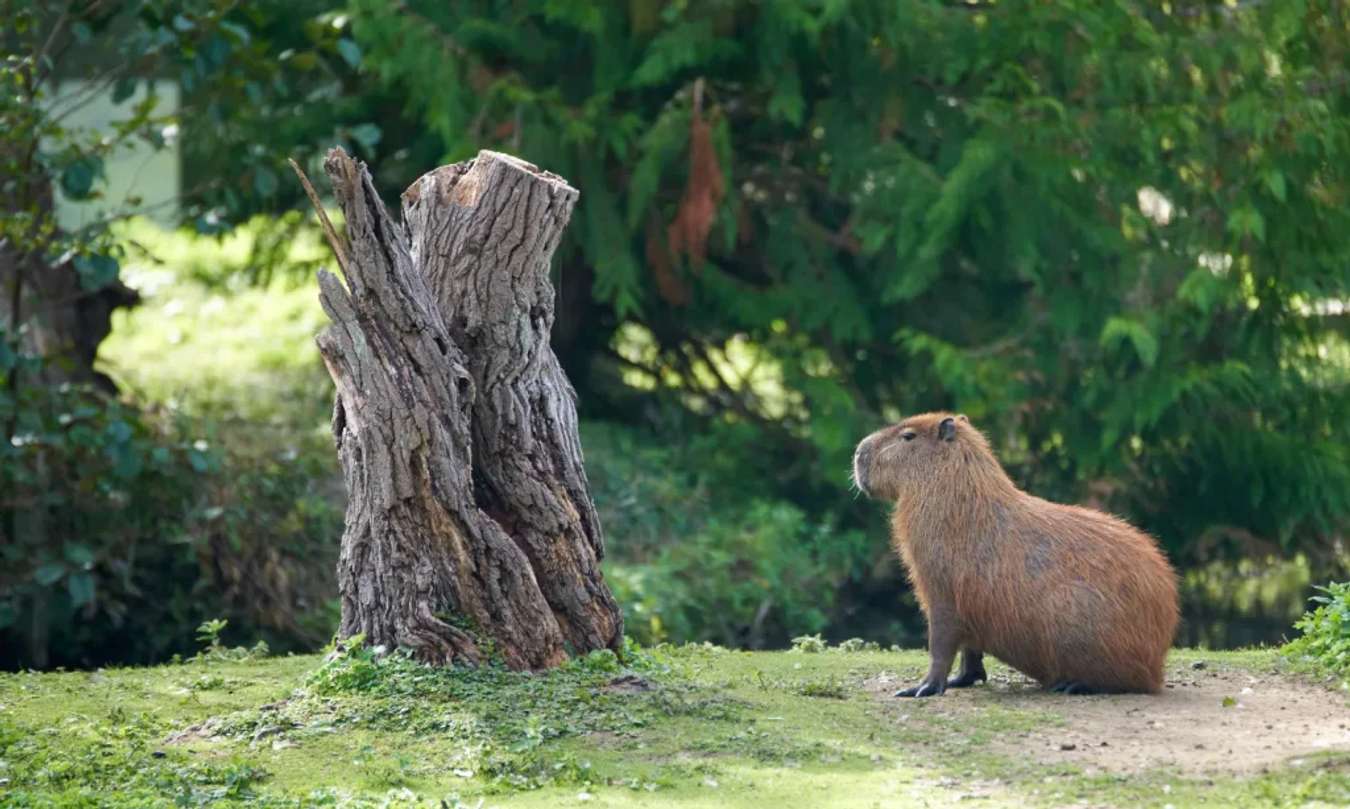 Capybara - "bộ trưởng bộ ngoại giao" trong thế giới động vật