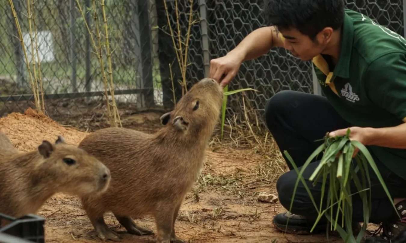 Capybara - "bộ trưởng bộ ngoại giao" trong thế giới động vật