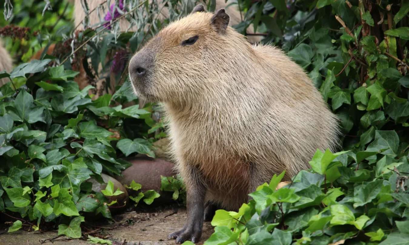 Capybara - "bộ trưởng bộ ngoại giao" trong thế giới động vật